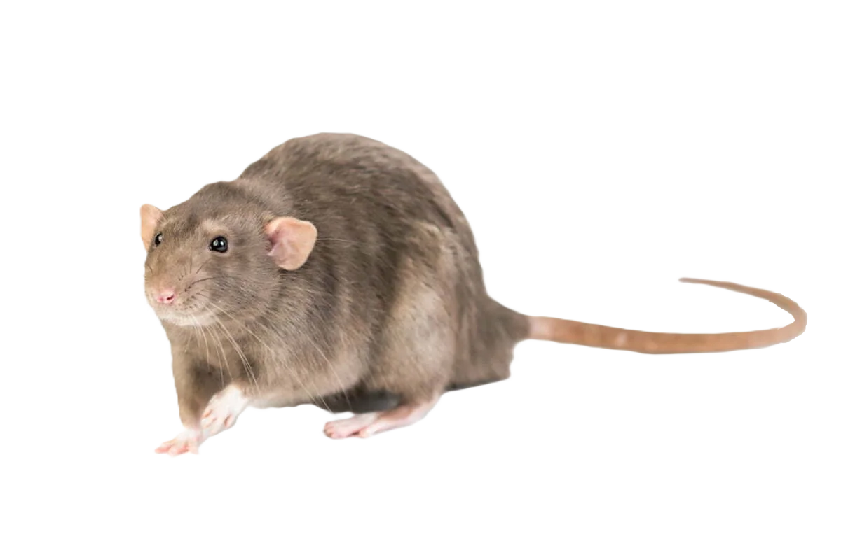 Rats & Mice Control - JJ Pest Control Services | Professional Rodent Removal